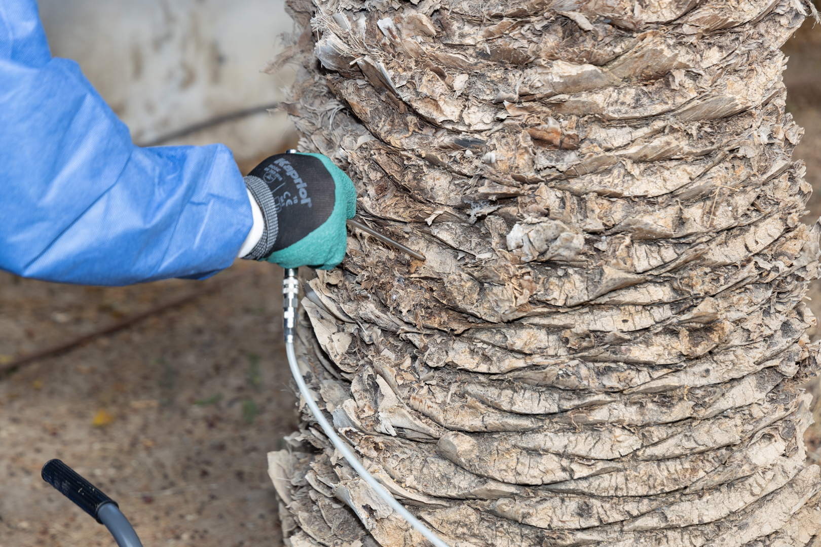 New method to save palm trees. - P. Papageorgiou S.A